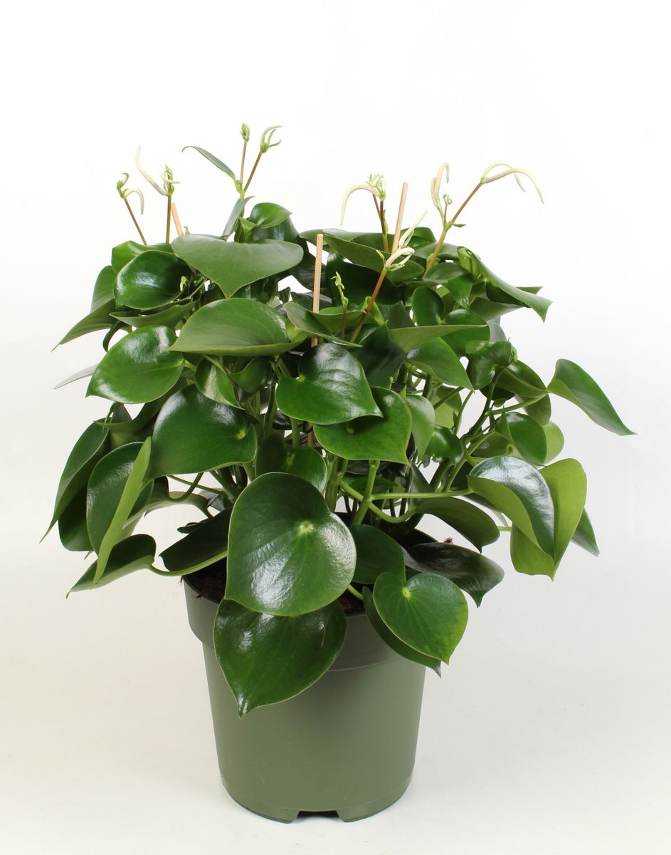 Peperomia polybotrya 'Raindrop' — Plant Wholesale FlorAccess