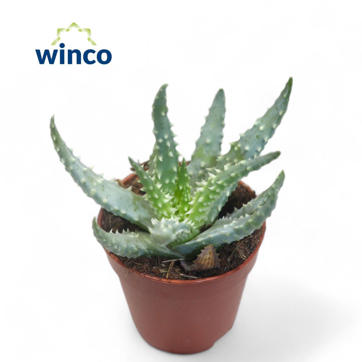 Aloe humilis — Plant Wholesale FlorAccess
