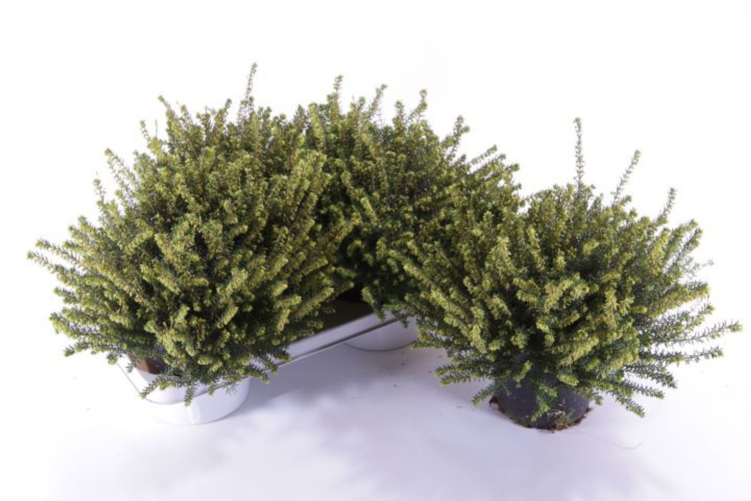 Erica x darleyensis 'Darley Dale' — Plant Wholesale FlorAccess