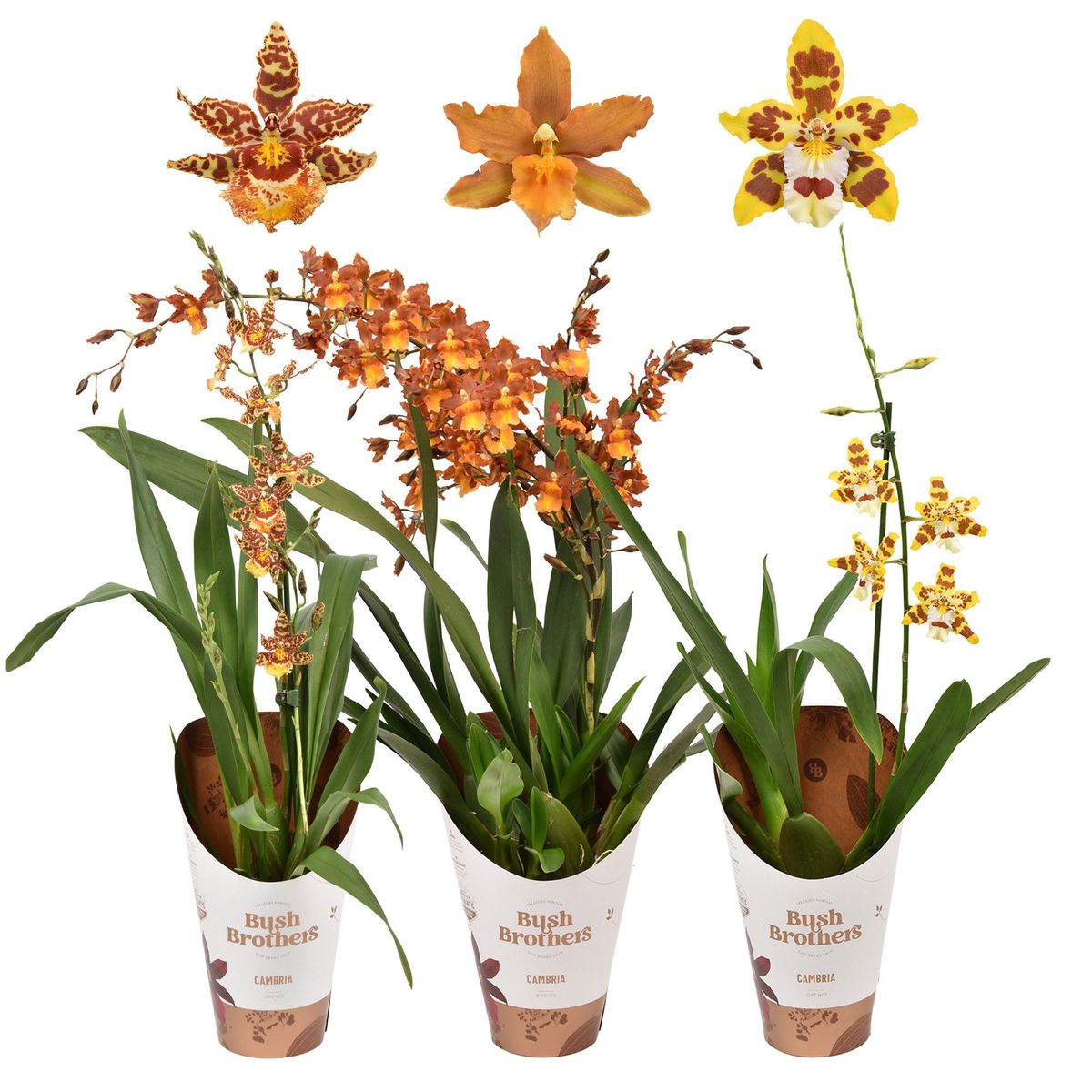 x Cambria MIX — Plant Wholesale FlorAccess