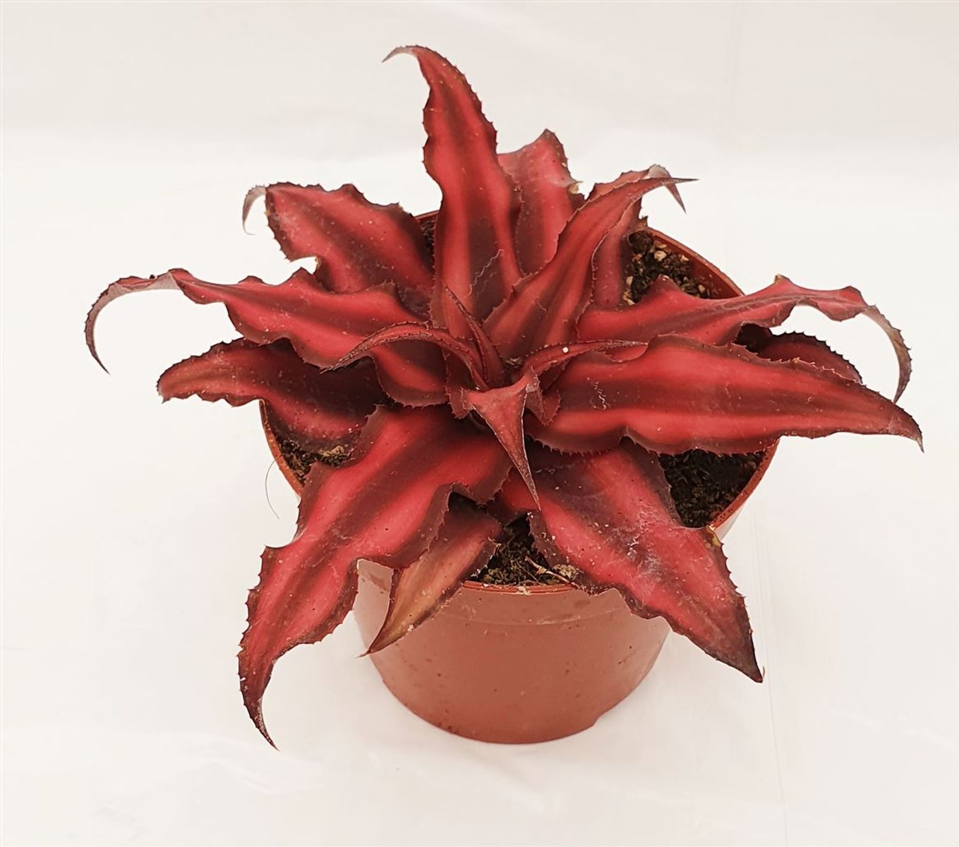 Cryptanthus bivittatus 'Red Star' — Plant Wholesale FlorAccess