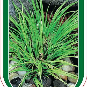 Acorus gramineus 'Hakuro-nishiki' — Plant Wholesale FlorAccess