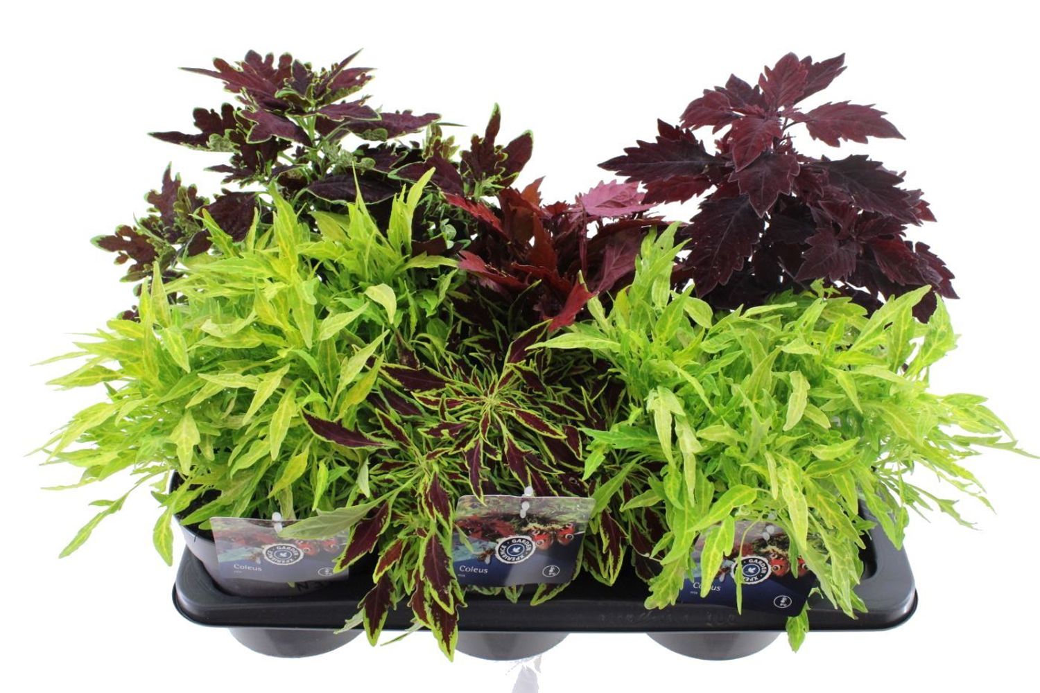 Plectranthus FLAMETHROWER MIX — Plant Wholesale FlorAccess