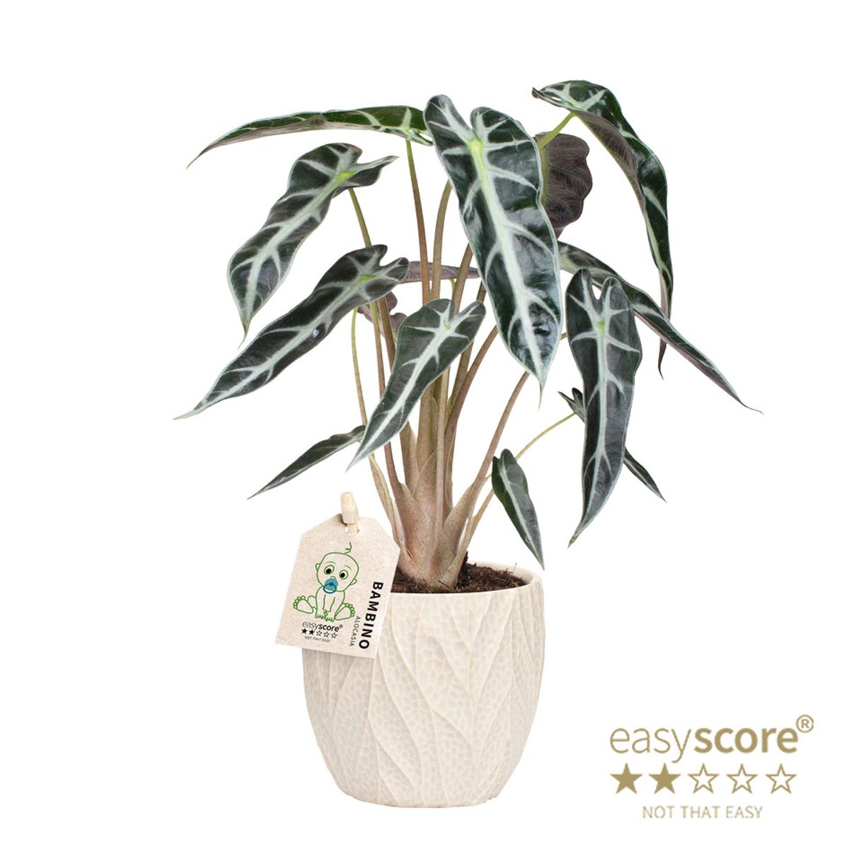 Alocasia BAMBINO — Plant Wholesale FlorAccess