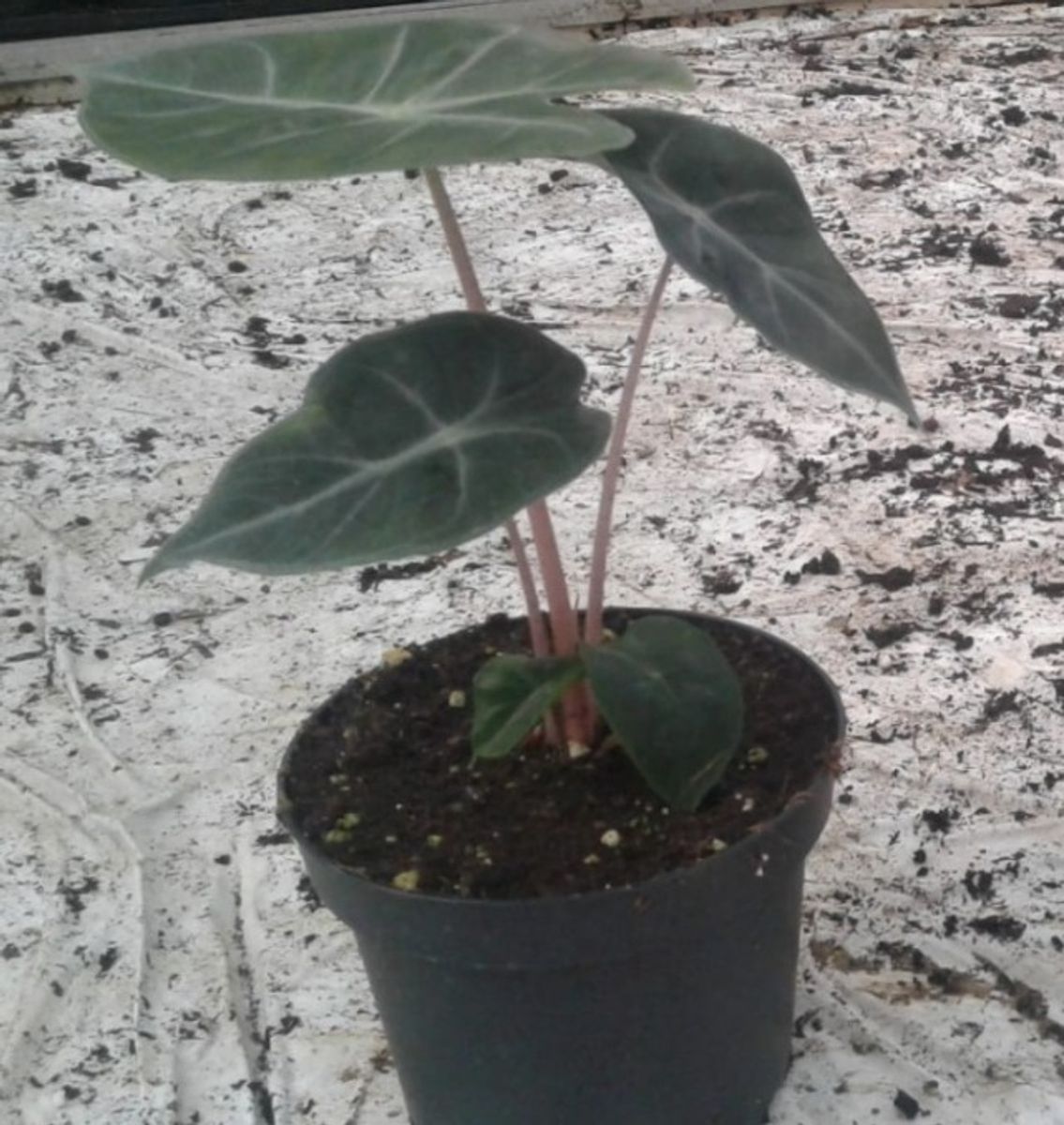 Alocasia 'Pink Dragon' — Plant Wholesale FlorAccess