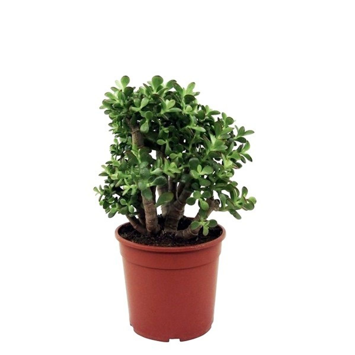 Crassula ovata 'Minima' — Plant Wholesale FlorAccess