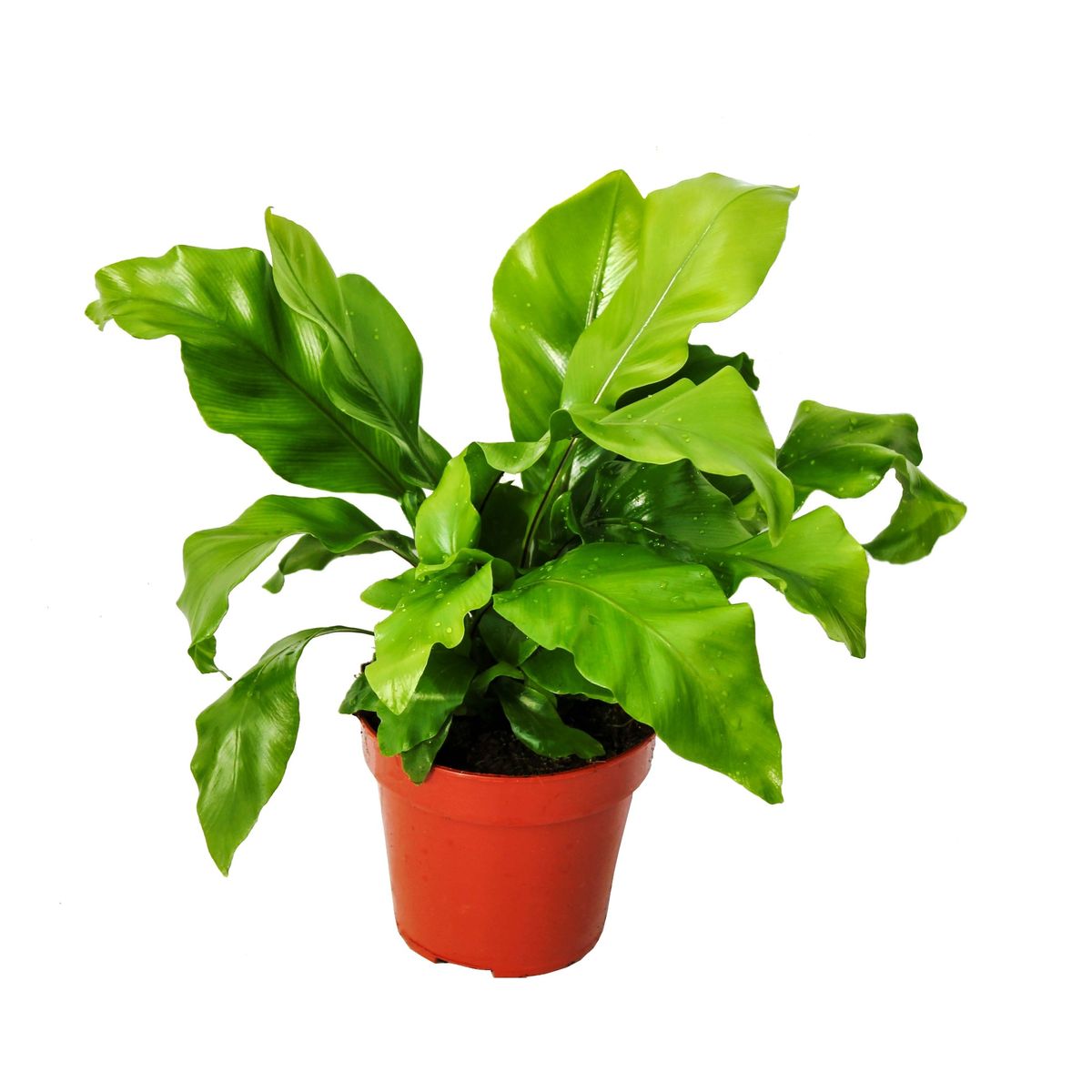 Asplenium nidus — Plant Wholesale FlorAccess