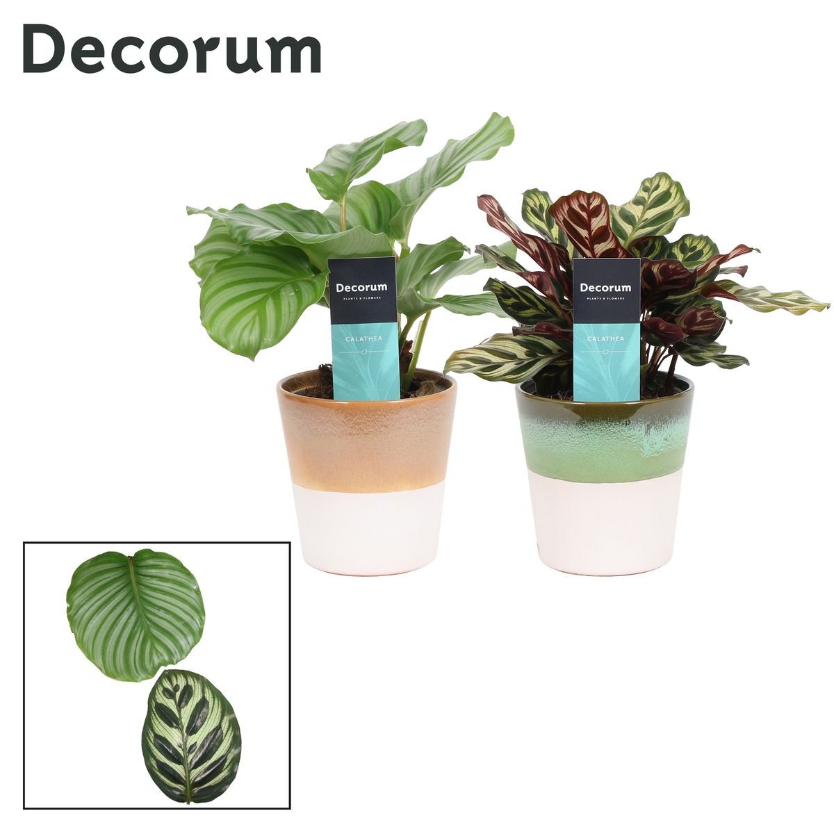 Calathea MIX — Plant Wholesale FlorAccess