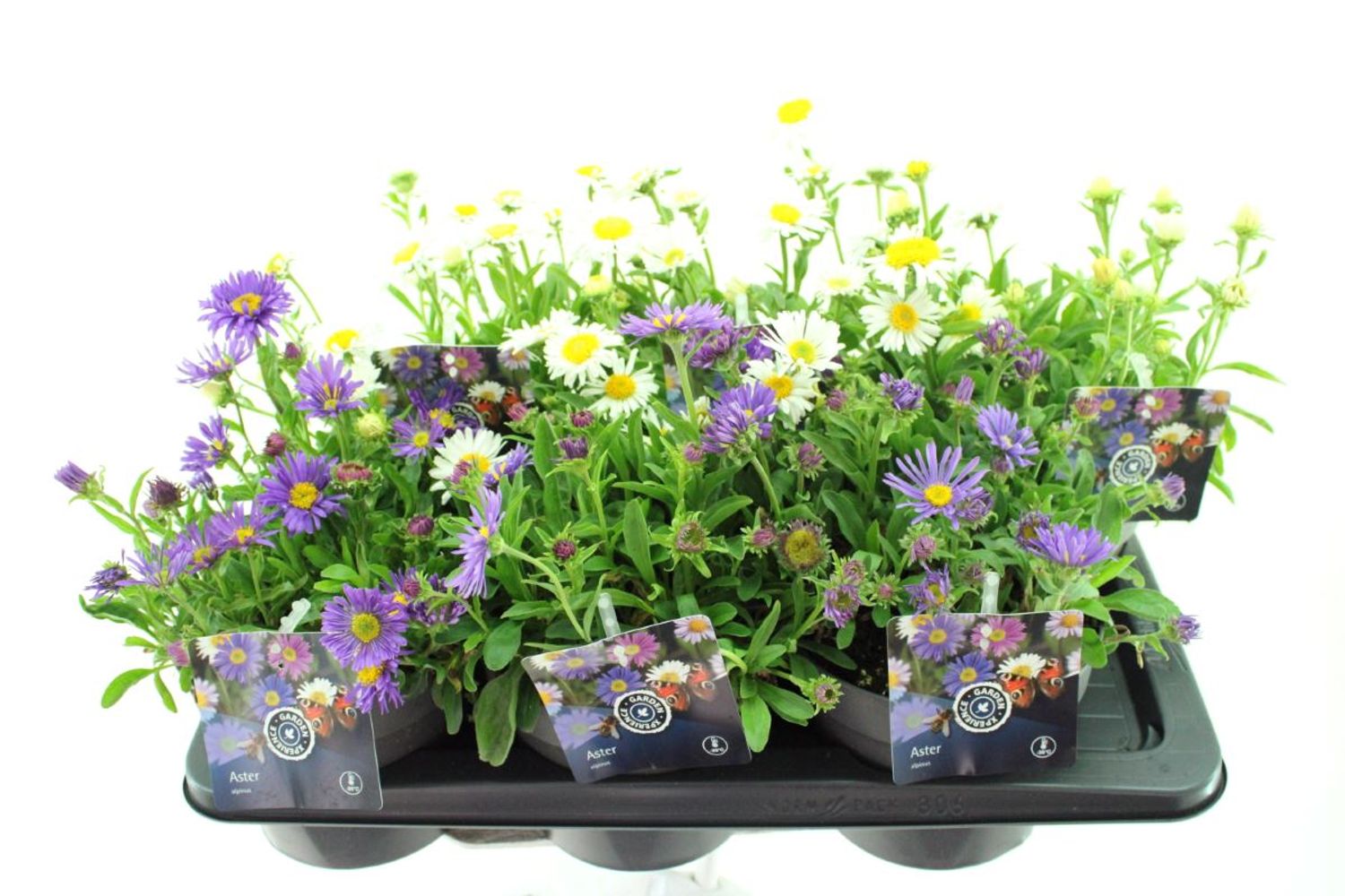 Aster alpinus MIX — Plant Wholesale FlorAccess