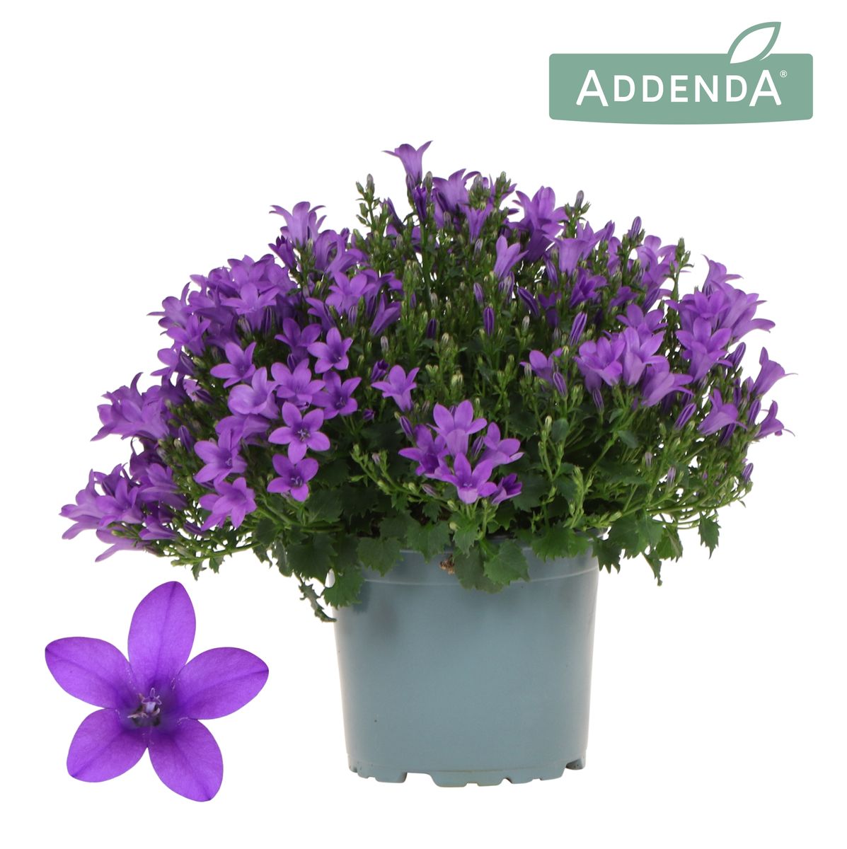 Campanula portenschlagiana AMBELLA PURPLE — Hurtownia roślin FlorAccess