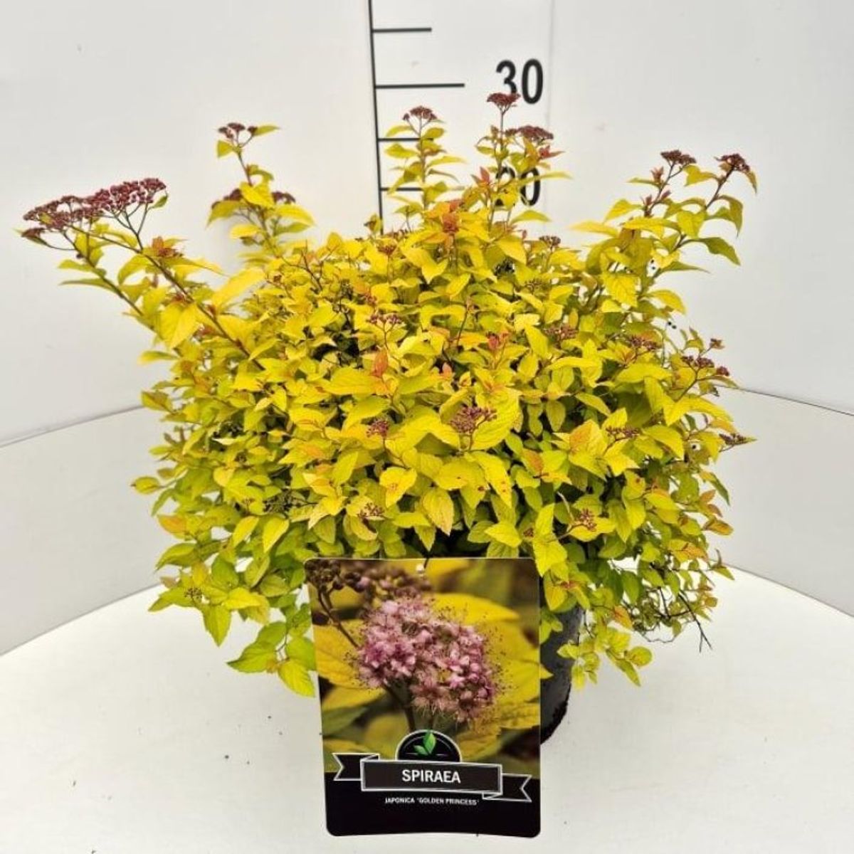 Spiraea japonica 'Golden Princess' — Toptan Bitki Satışı FlorAccess