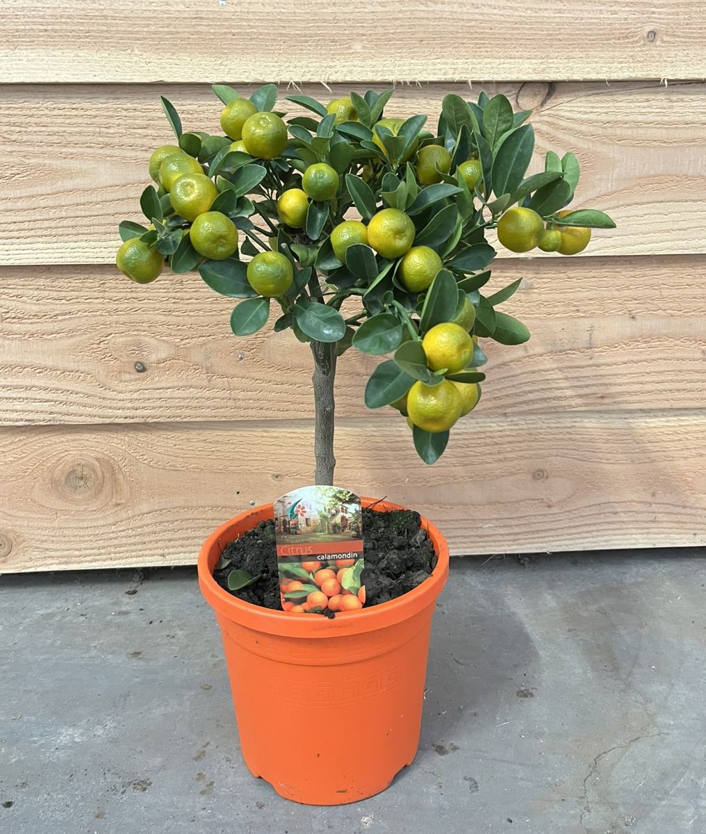Citrus x microcarpa — Plant Wholesale FlorAccess