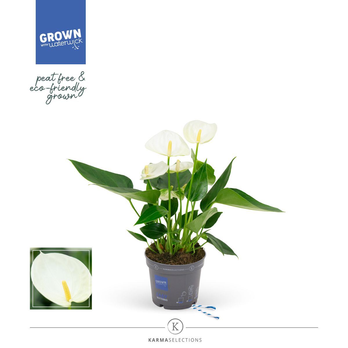 Anthurium ELIDO — Plant Wholesale FlorAccess