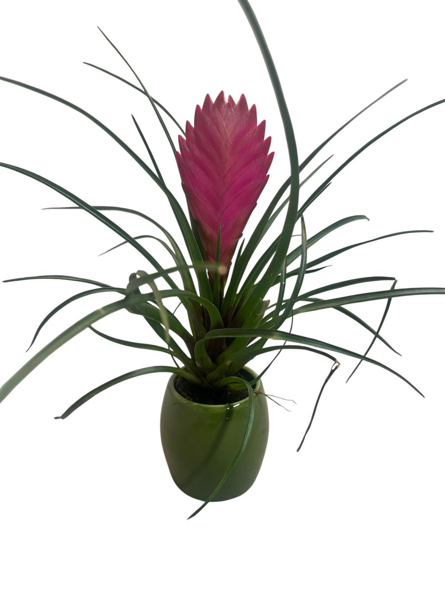 Tillandsia cyanea 'Anita' — Plant Wholesale FlorAccess