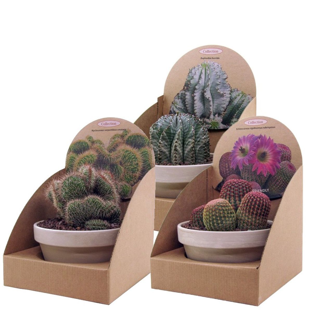 Cactus MIX — Plant Wholesale FlorAccess