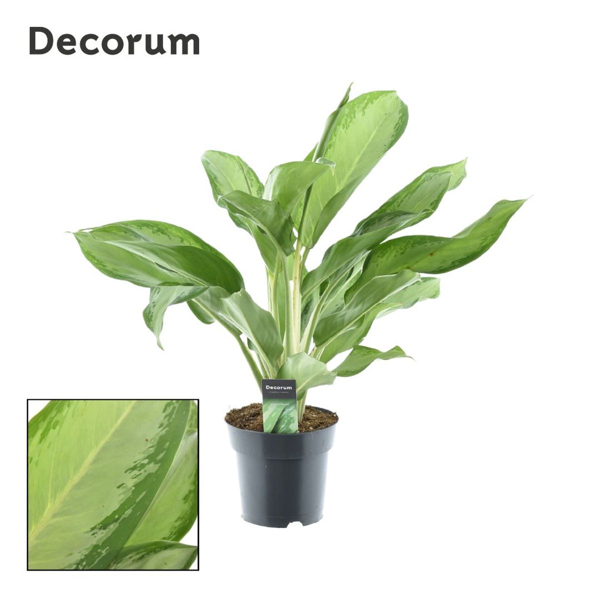 Aglaonema 'Cleopatra' — Plant Wholesale FlorAccess