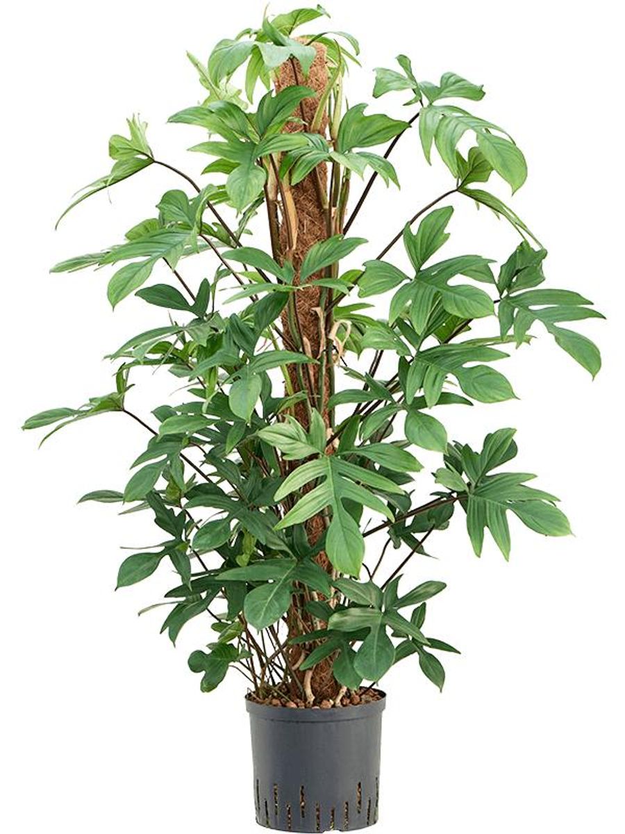 Philodendron pedatum — Plant Wholesale FlorAccess