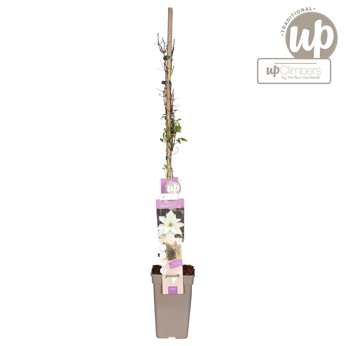 Clematis SPARKLER — Plant Wholesale FlorAccess