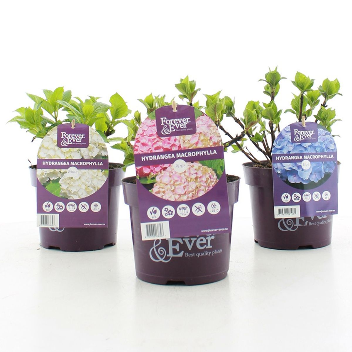 Hydrangea macrophylla FOREVER & EVER MIX — Plant Wholesale FlorAccess