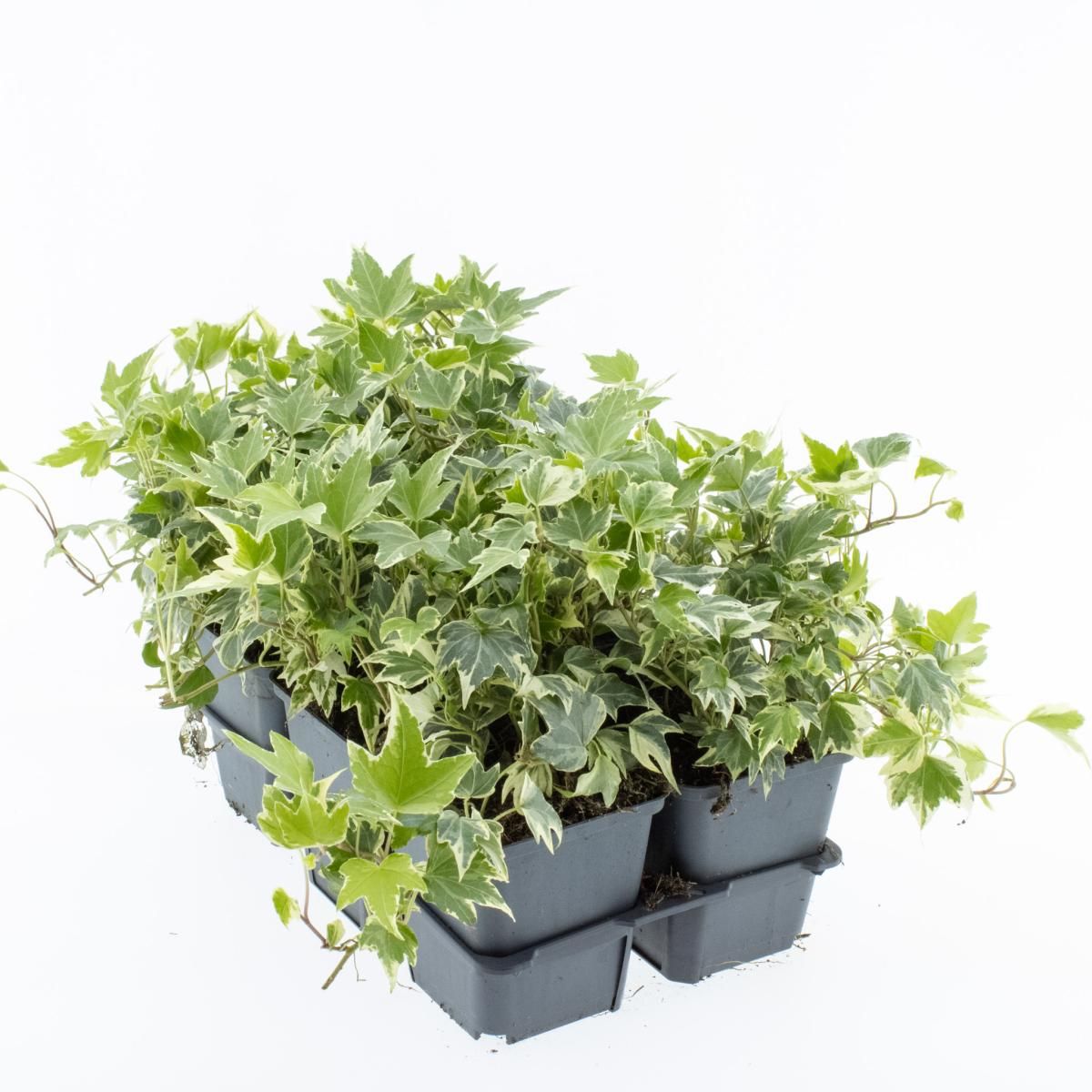 Hedera helix 'White Ripple' — Plant Wholesale FlorAccess