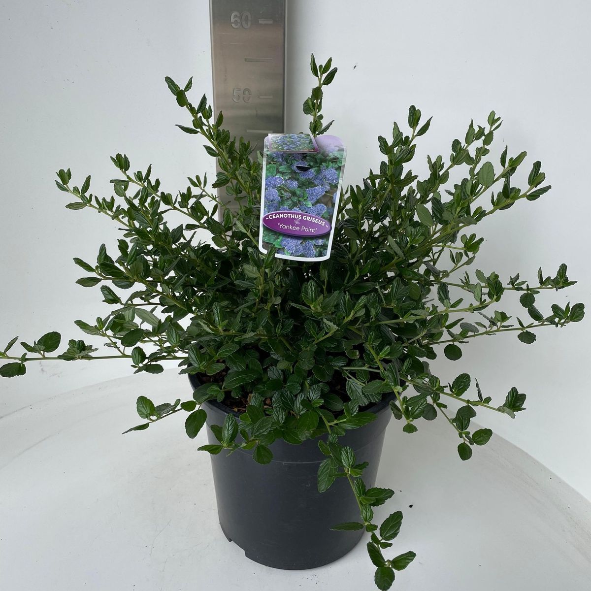 Ceanothus griseus 'Yankee Point' — Plant Wholesale FlorAccess