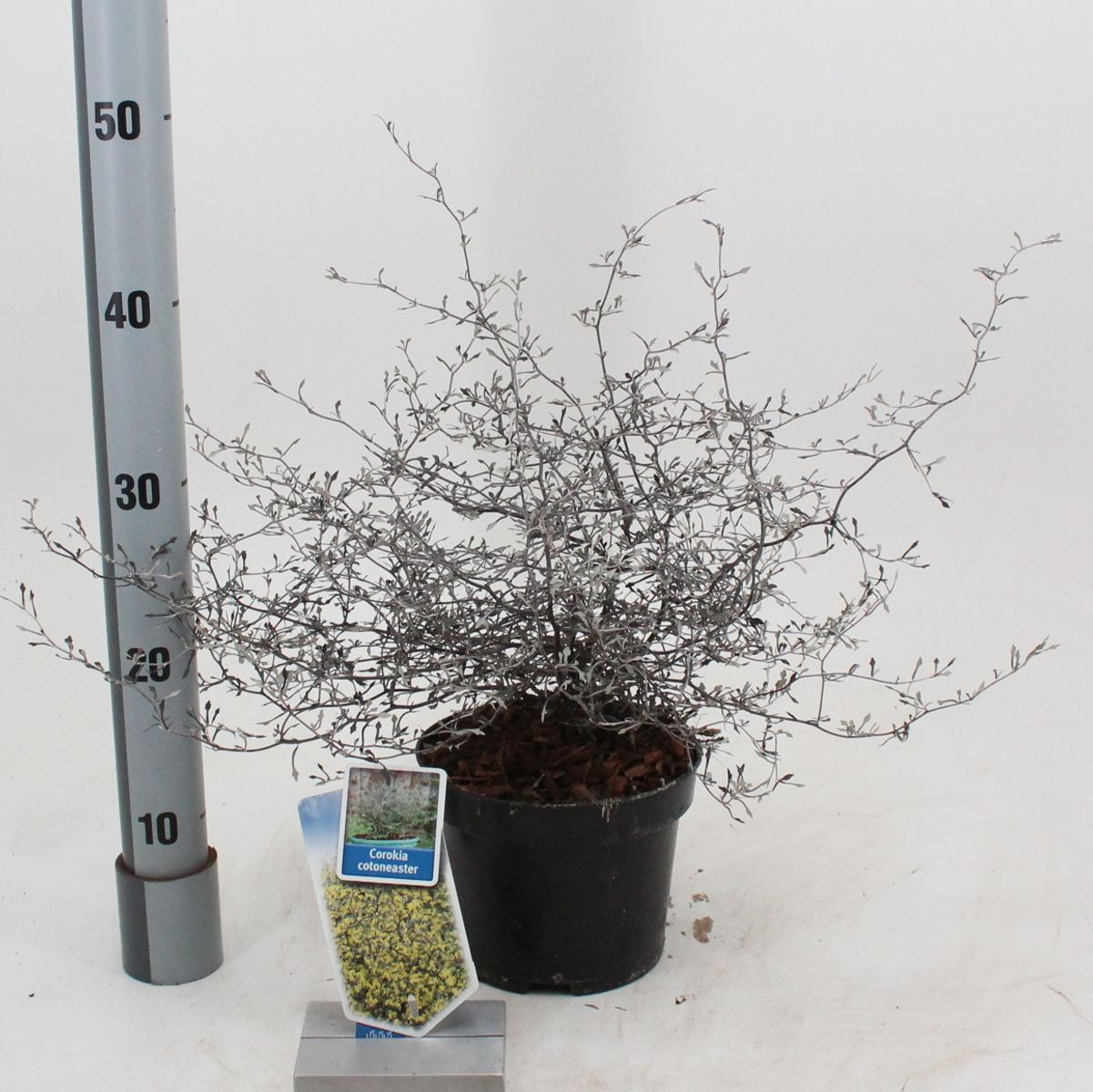 Corokia cotoneaster — Plant Wholesale FlorAccess