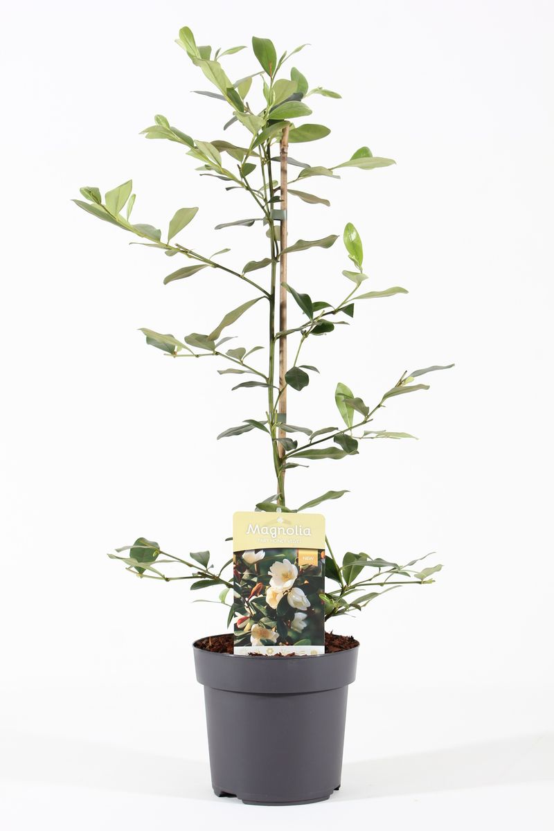 Magnolia laevifolia 'Fairy Honey Velvet' — Plant Wholesale FlorAccess