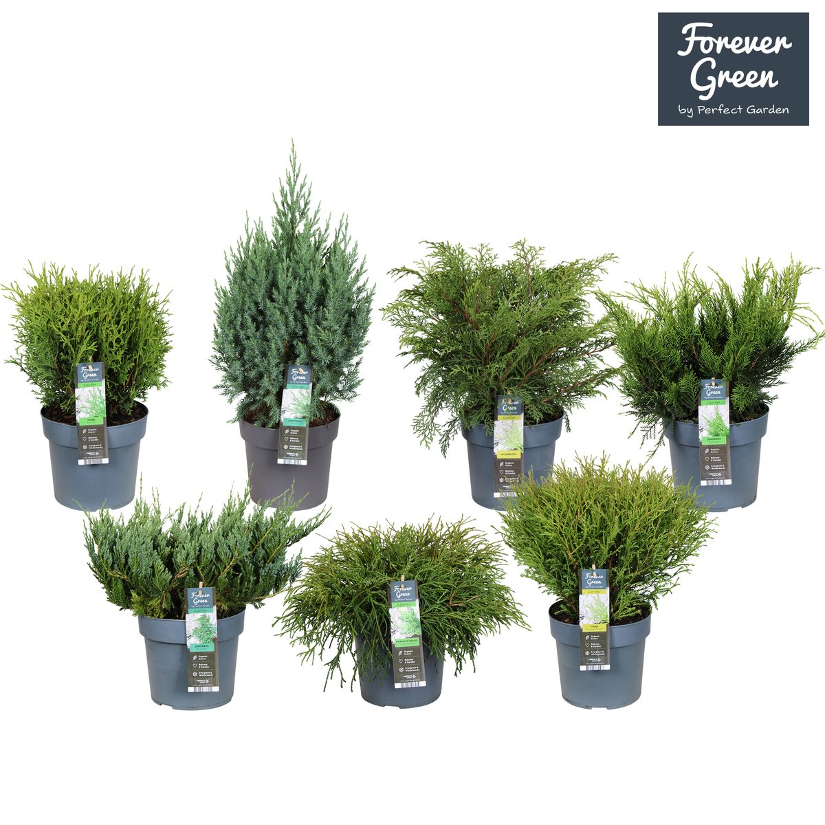 Conifers MIX — Plant Wholesale FlorAccess