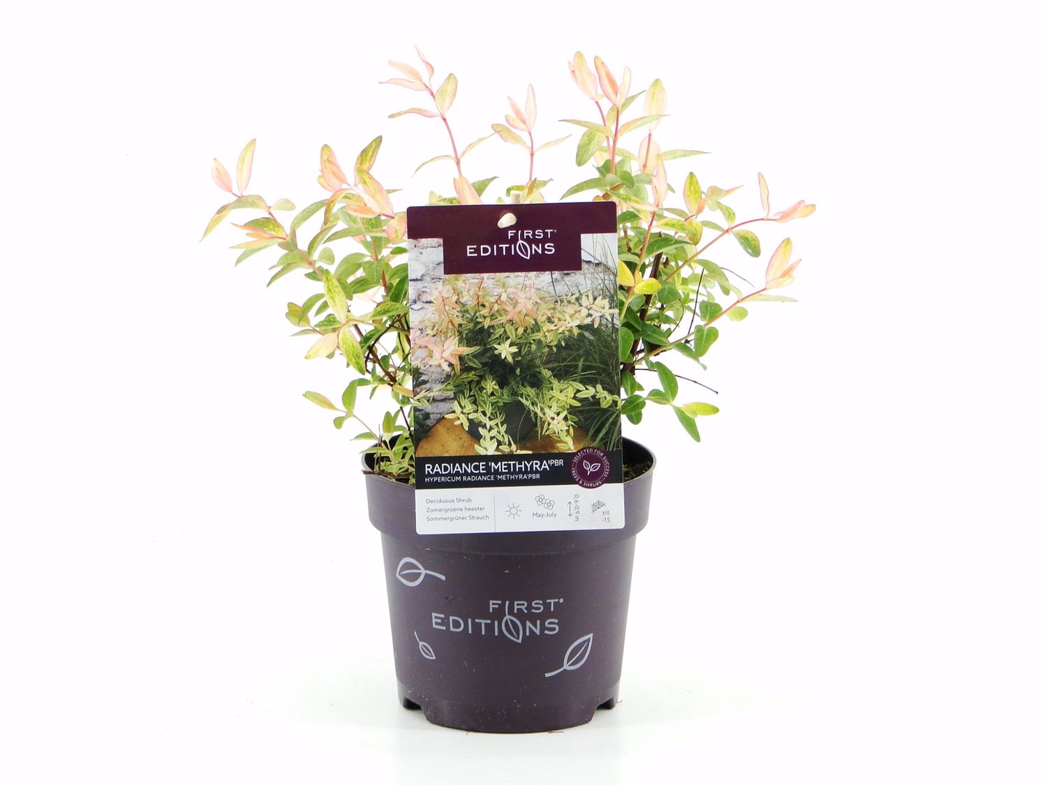 Hypericum RADIANCE — Plant Wholesale FlorAccess