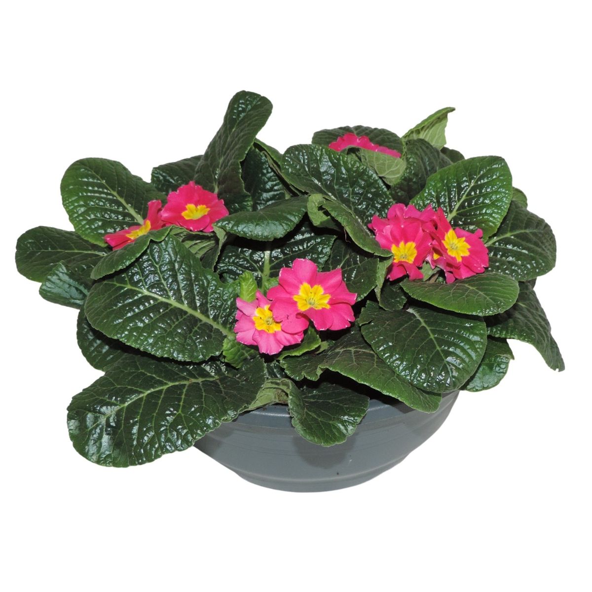 Primula 'Cairo Rose' — Plant Wholesale FlorAccess