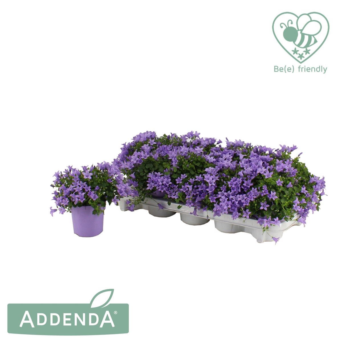 Campanula portenschlagiana 'Ambella Lavender' — Plant Wholesale FlorAccess