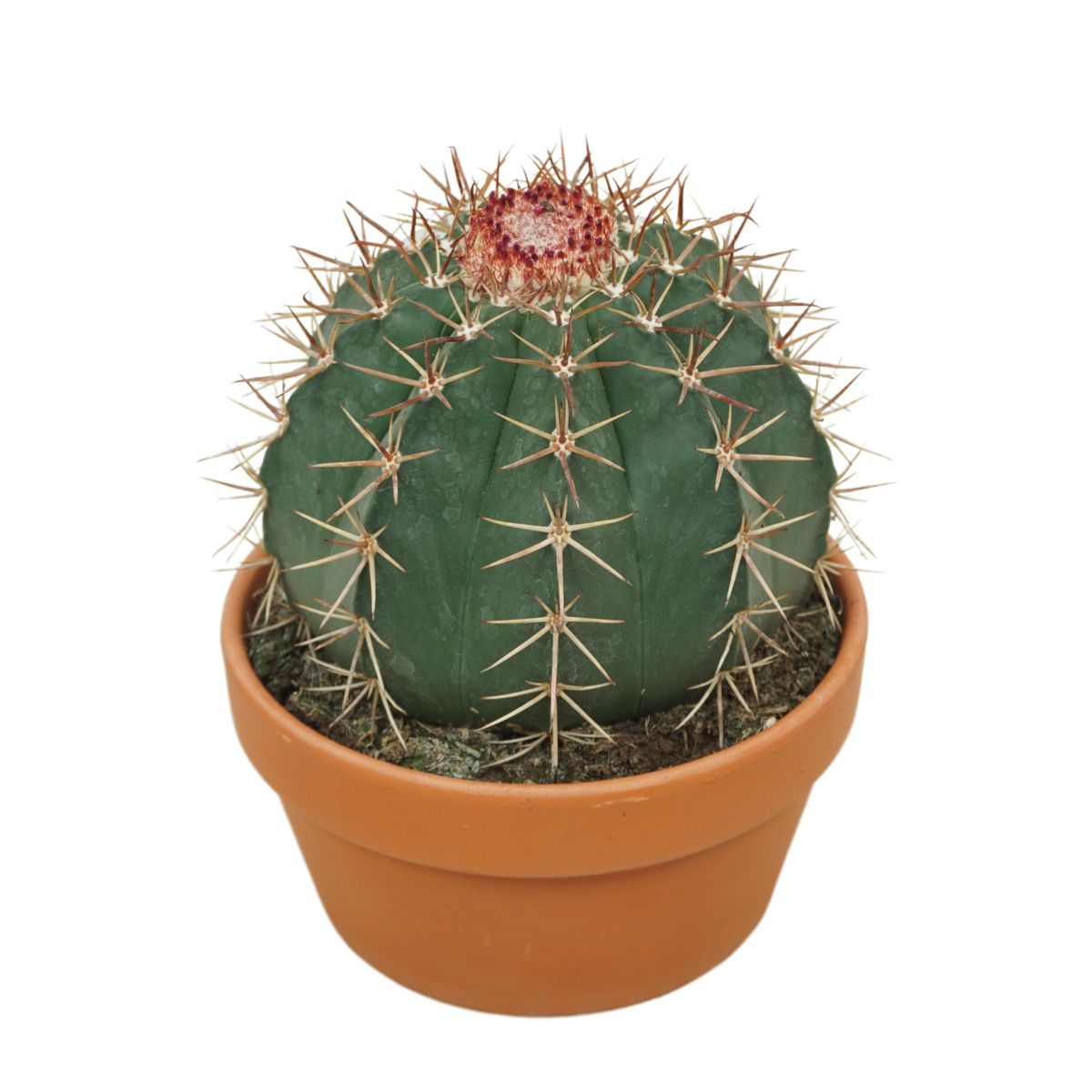 Melocactus bahiensis — Plant Wholesale FlorAccess