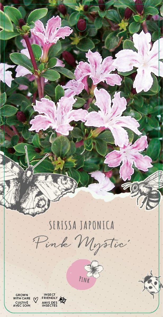 Serissa japonica 'Pink Mystic' — Mayorista de plantas FlorAccess