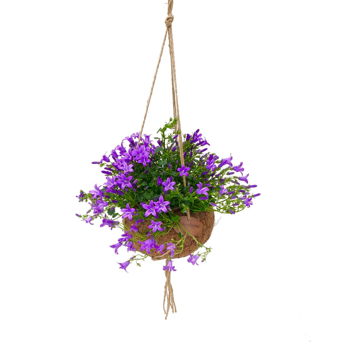 Campanula portenschlagiana AMBELLA PURPLE — Plant Wholesale FlorAccess