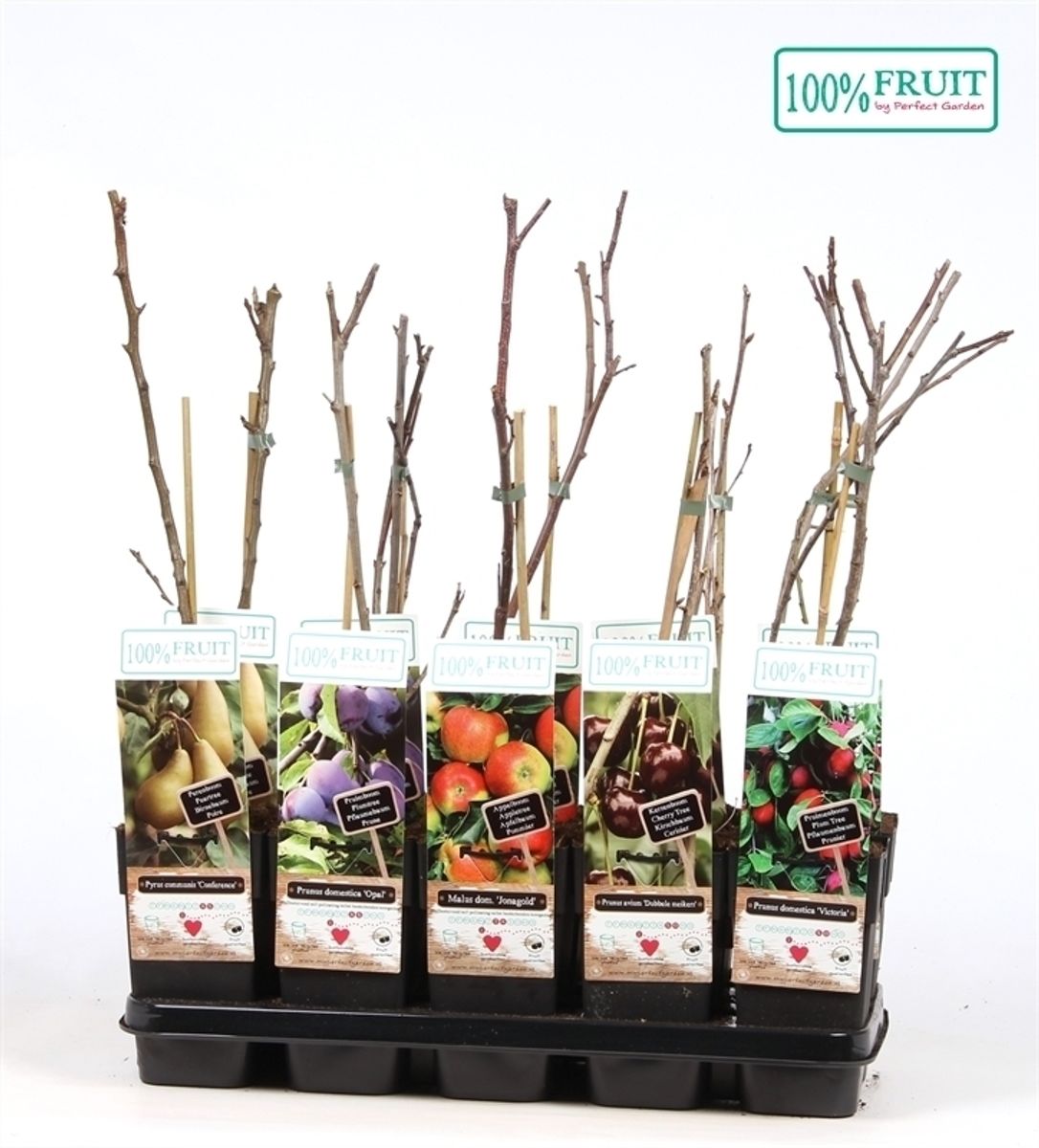 Plantas frutales MIX — Mayorista de plantas FlorAccess