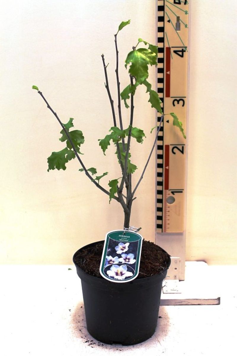 Hibiscus syriacus 'Melrose' — Plant Wholesale FlorAccess
