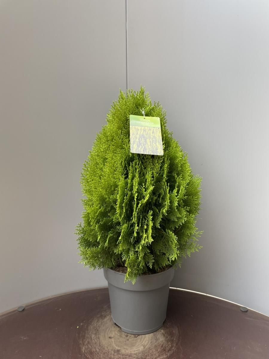 Platycladus orientalis 'Aurea Nana' — Plant Wholesale FlorAccess