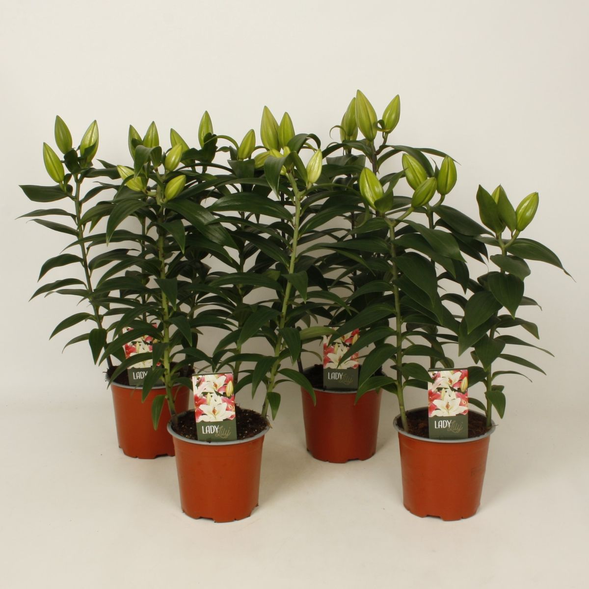 Lilium ORIENTAL HYBRID MIX — Plant Wholesale FlorAccess