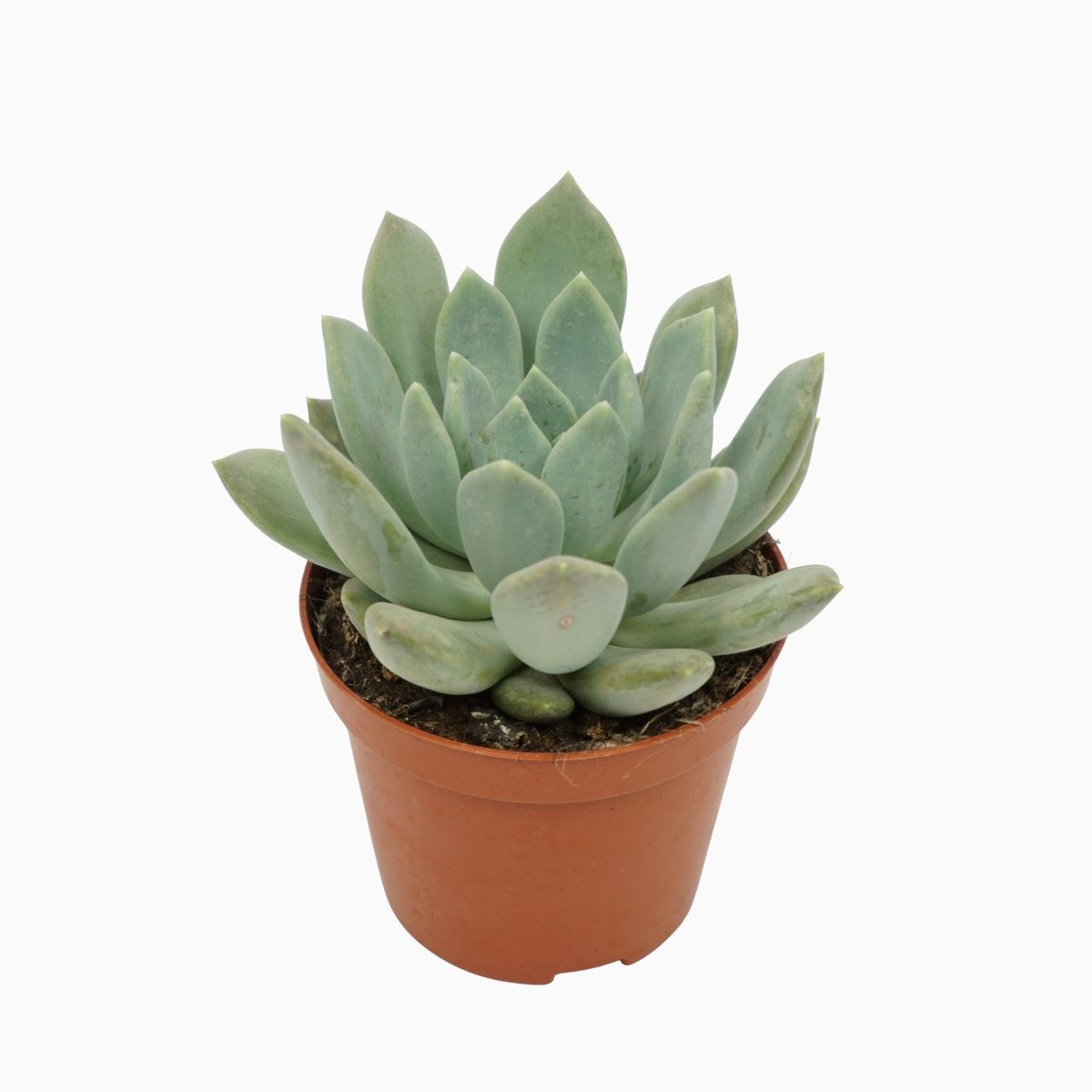 x Pachyveria 'Corvus' — Plant Wholesale FlorAccess