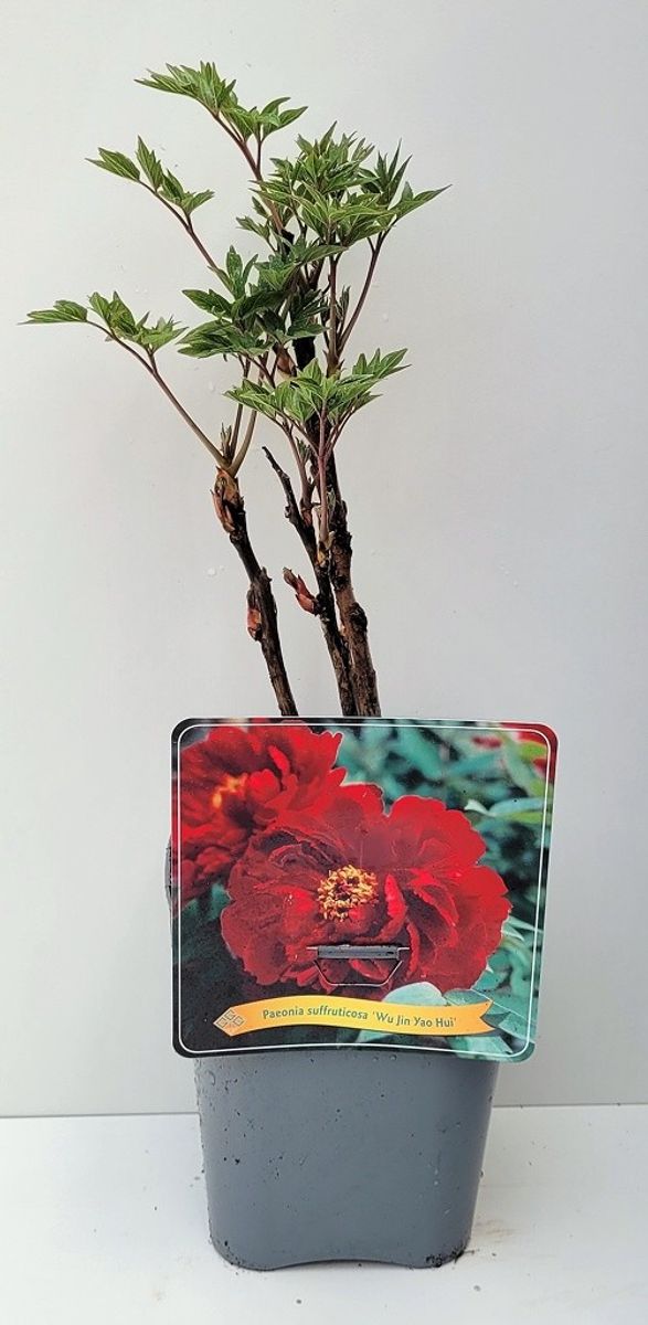 Paeonia suffruticosa 'Wu Jin Yao Hui' — Plant Wholesale FlorAccess