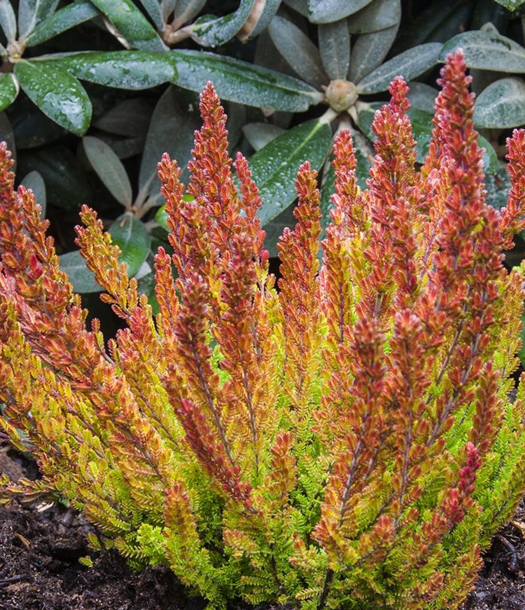 Calluna vulgaris GARDEN GIRLS ZOE — Plant Wholesale FlorAccess