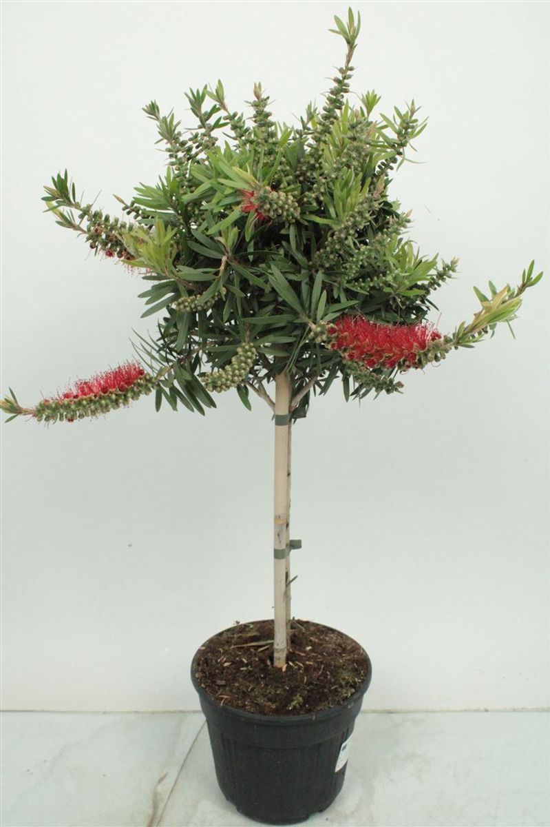 Callistemon viminalis 'Captain Cook' — Plant Wholesale FlorAccess