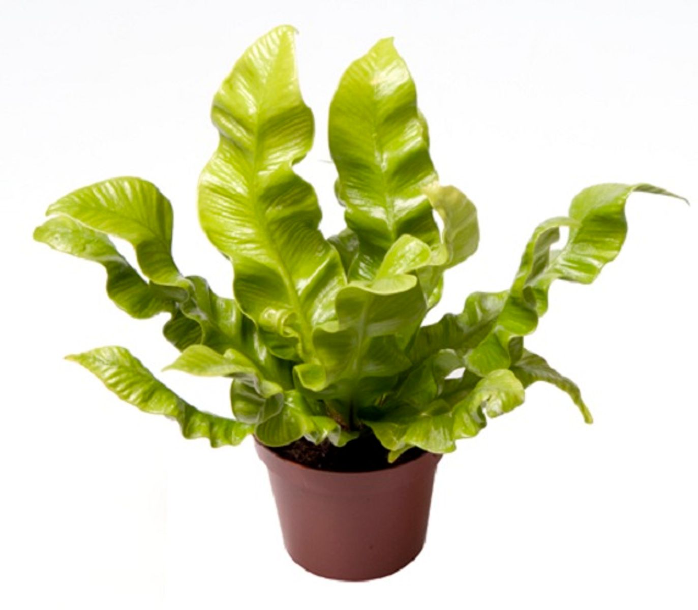Asplenium nidus 'Crispy Wave' — Plant Wholesale FlorAccess