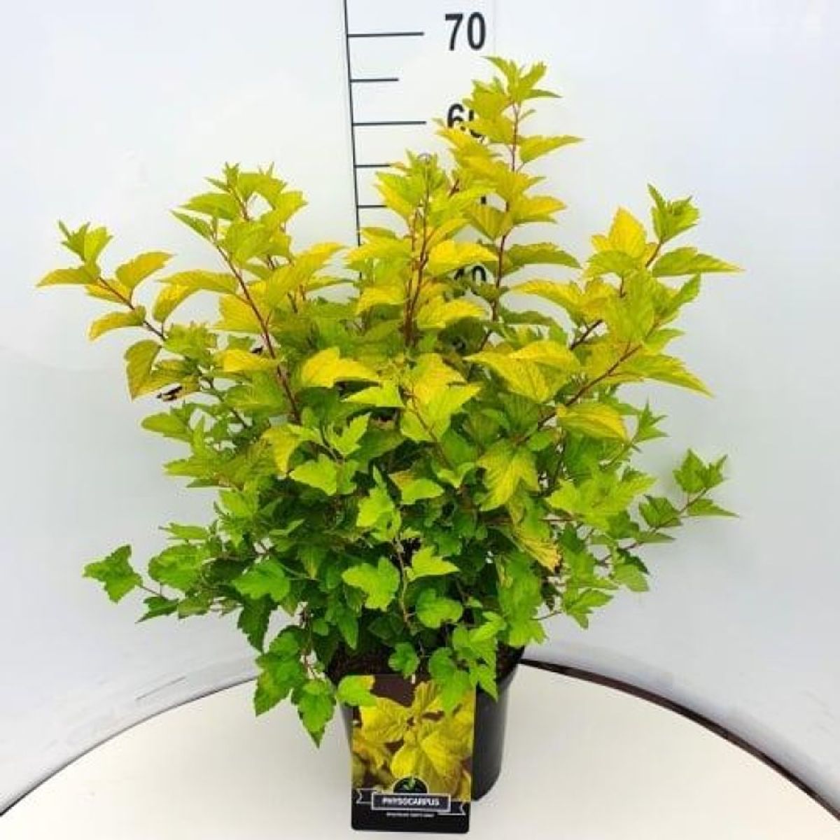 Physocarpus opulifolius 'Dart's Gold' — Plant Wholesale FlorAccess