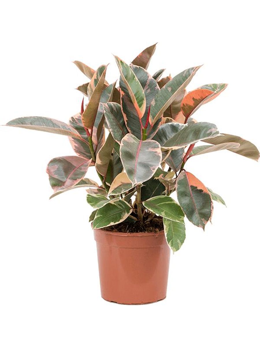 Ficus elastica 'Belize' — Plant Wholesale FlorAccess
