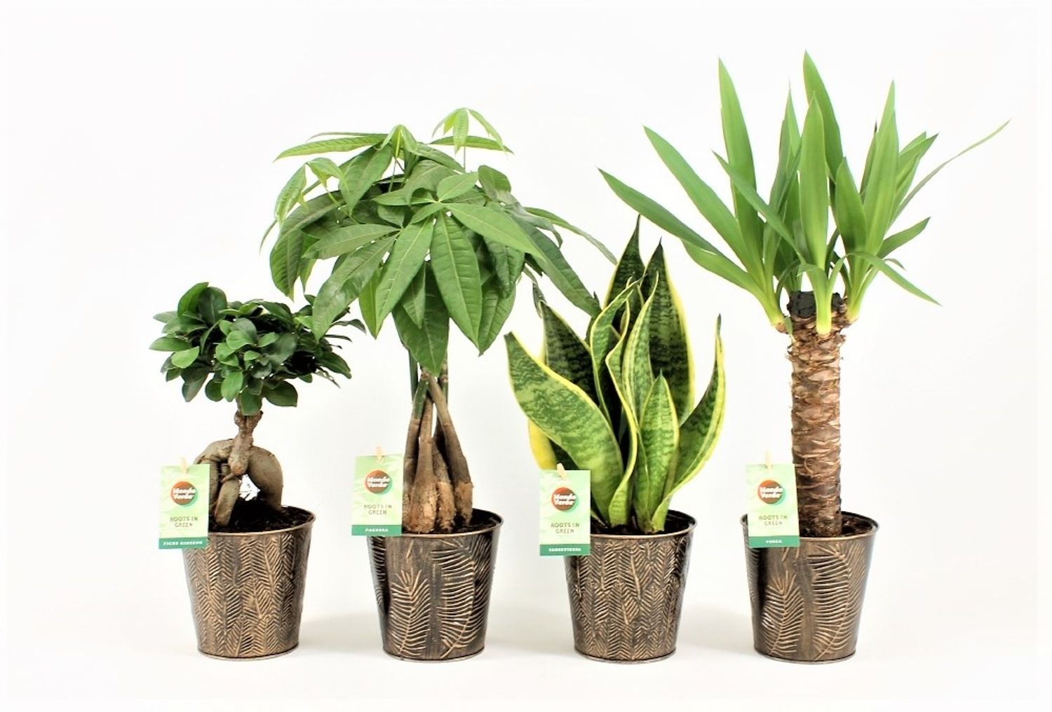 Houseplants MIX — Plant Wholesale FlorAccess