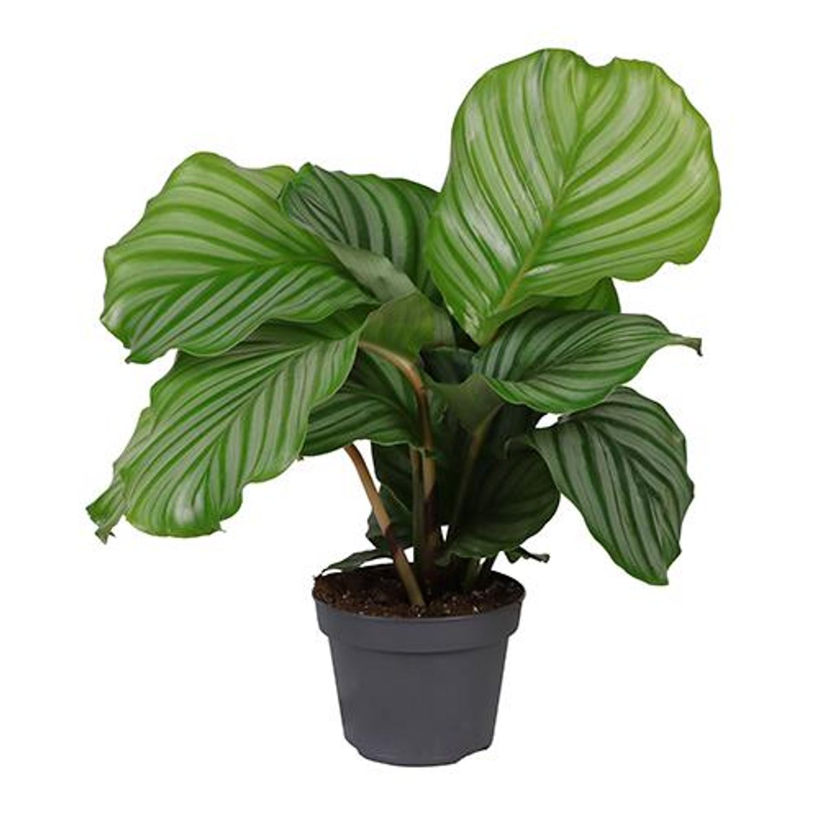 Calathea orbifolia — Plant Wholesale FlorAccess