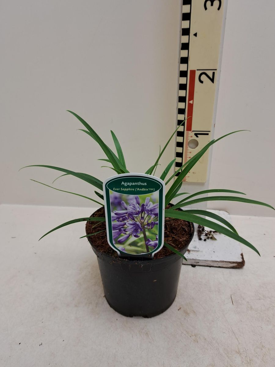 Agapanthus EVERPANTHUS EVER SAPPHIRE — Plant Wholesale FlorAccess