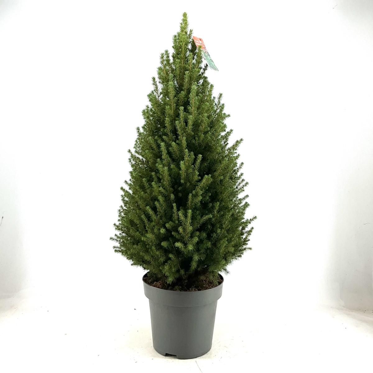 Picea glauca 'Conica' — Plant Wholesale FlorAccess
