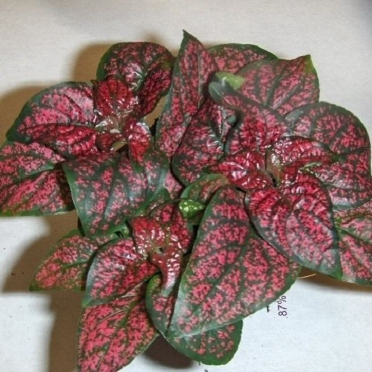 Hypoestes phyllostachya — Plant Wholesale FlorAccess